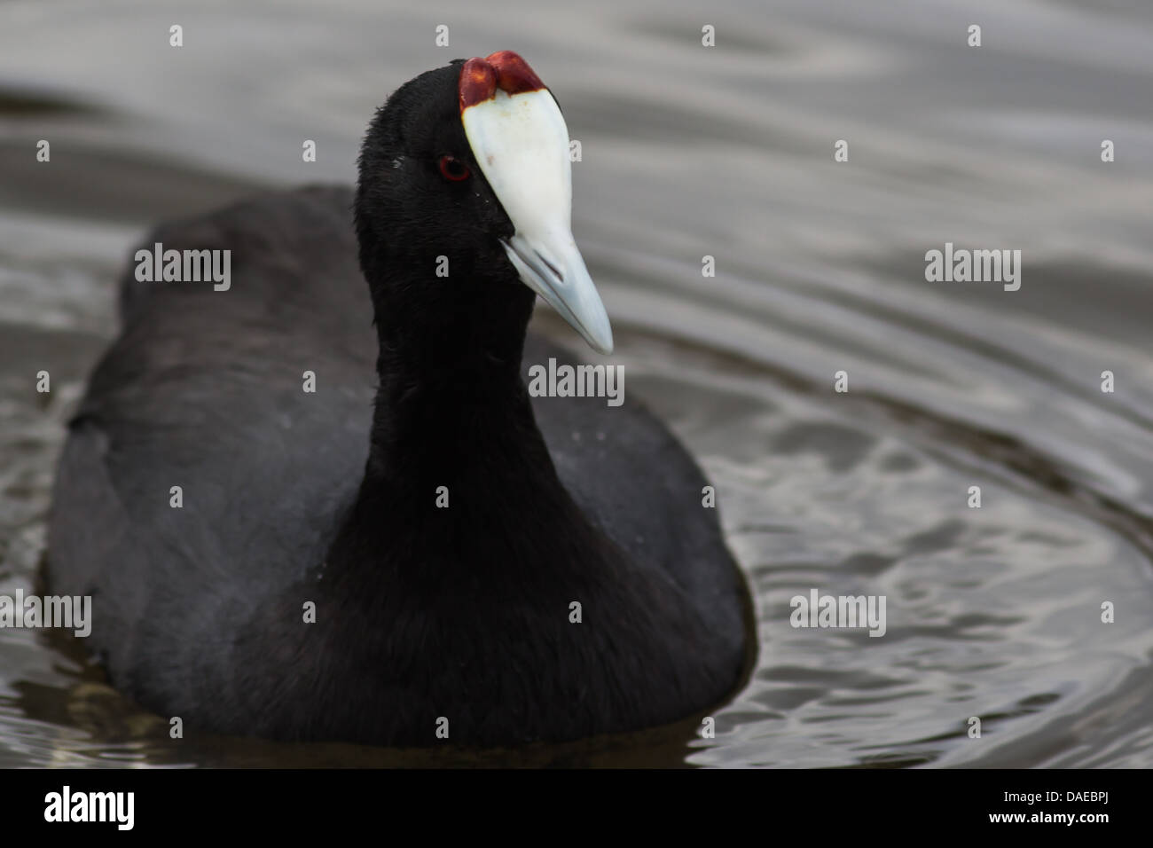 Red-Knobbed Coot closeup, in breeding season Stock Photo - Alamy