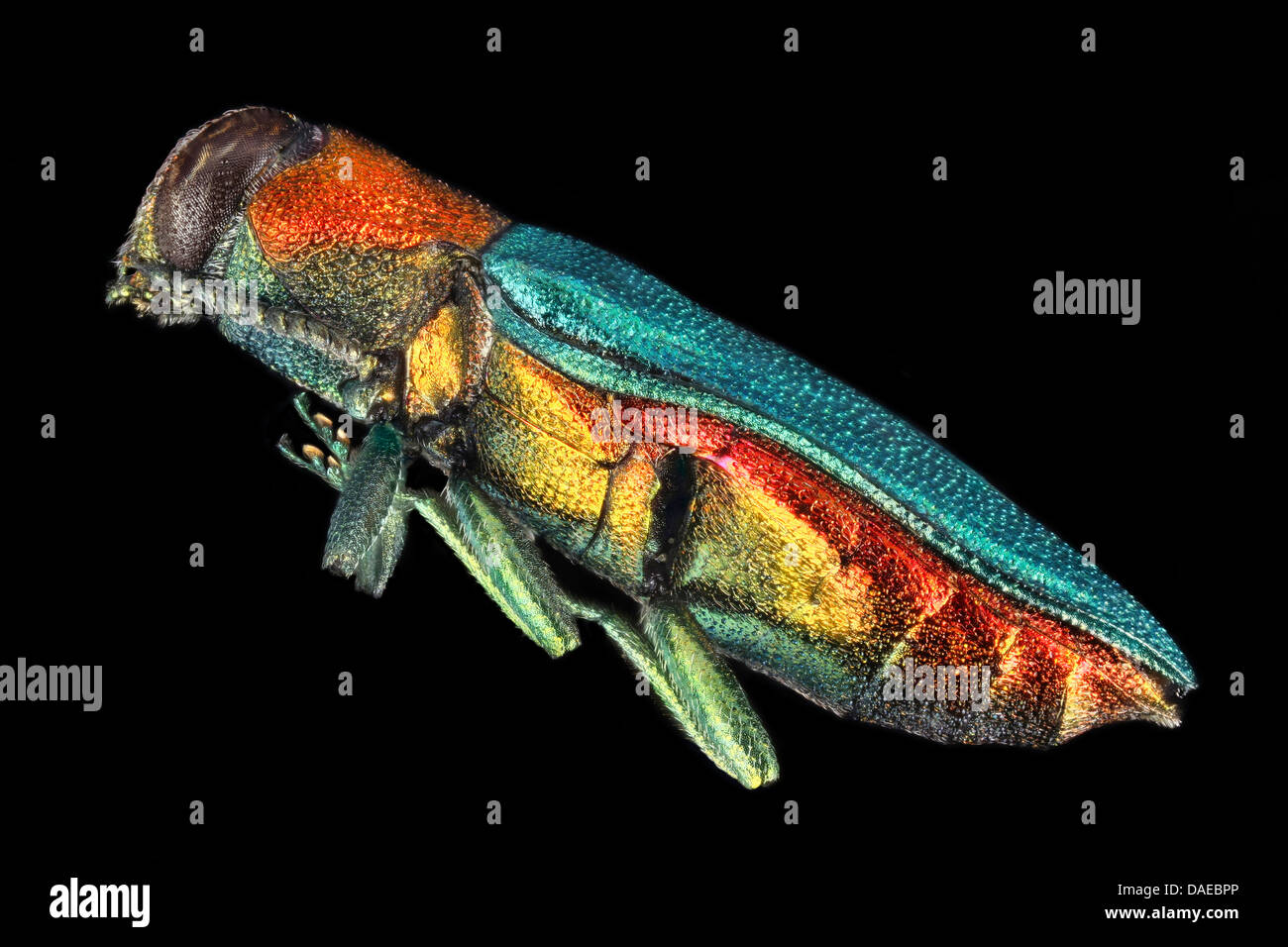 Jewel beetle, Metallic wood-boring beetle (Anthaxia nitidula), lateral ...