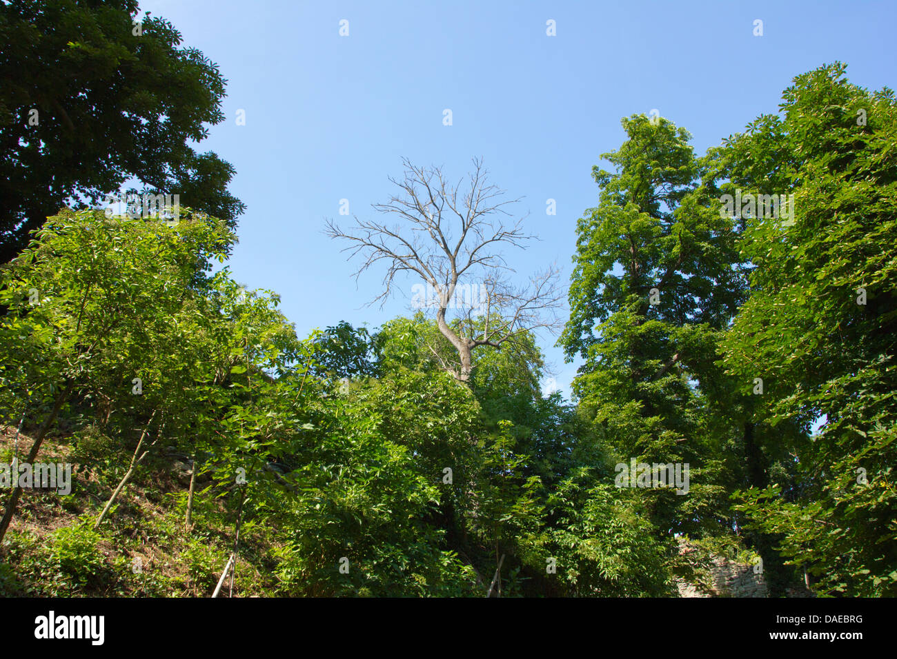 Leafless tree in the forest Stock Photo - Alamy