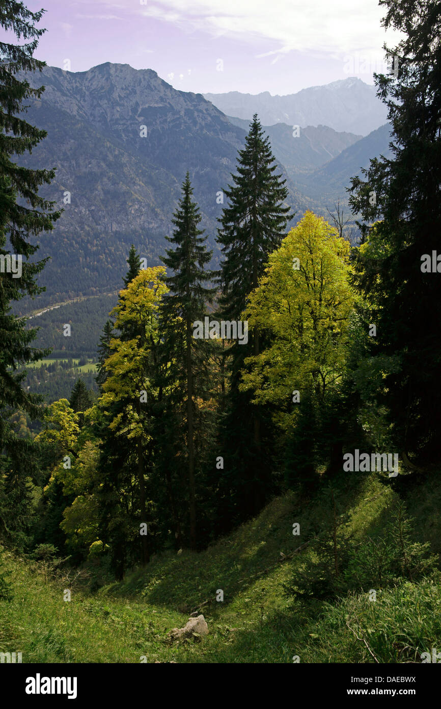 Norway spruce (Picea abies), the Ammergau Alps in autumn, Karwendel in ...