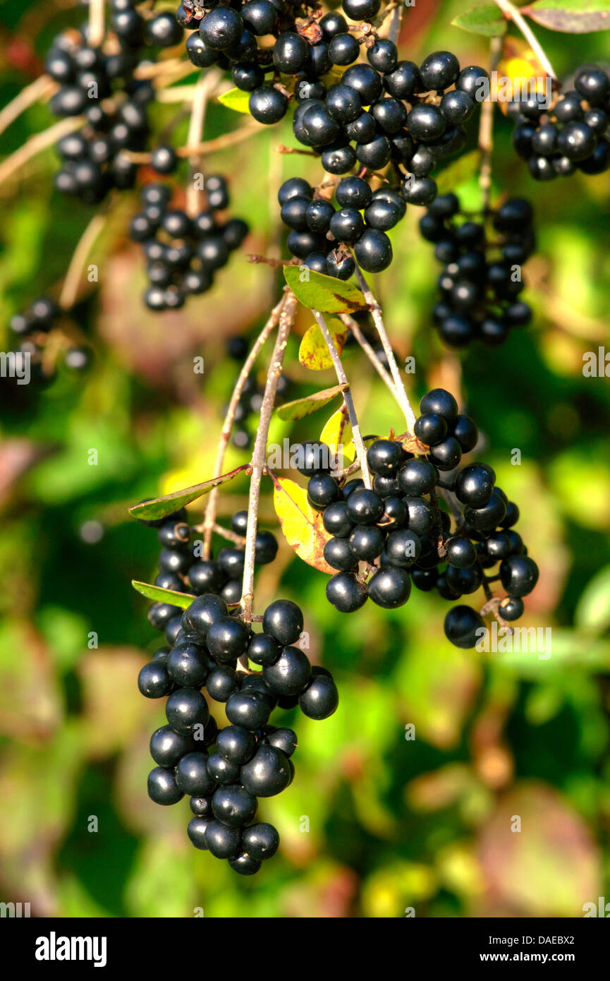 common privet, golden privet, wild privet, prim, European privet ...