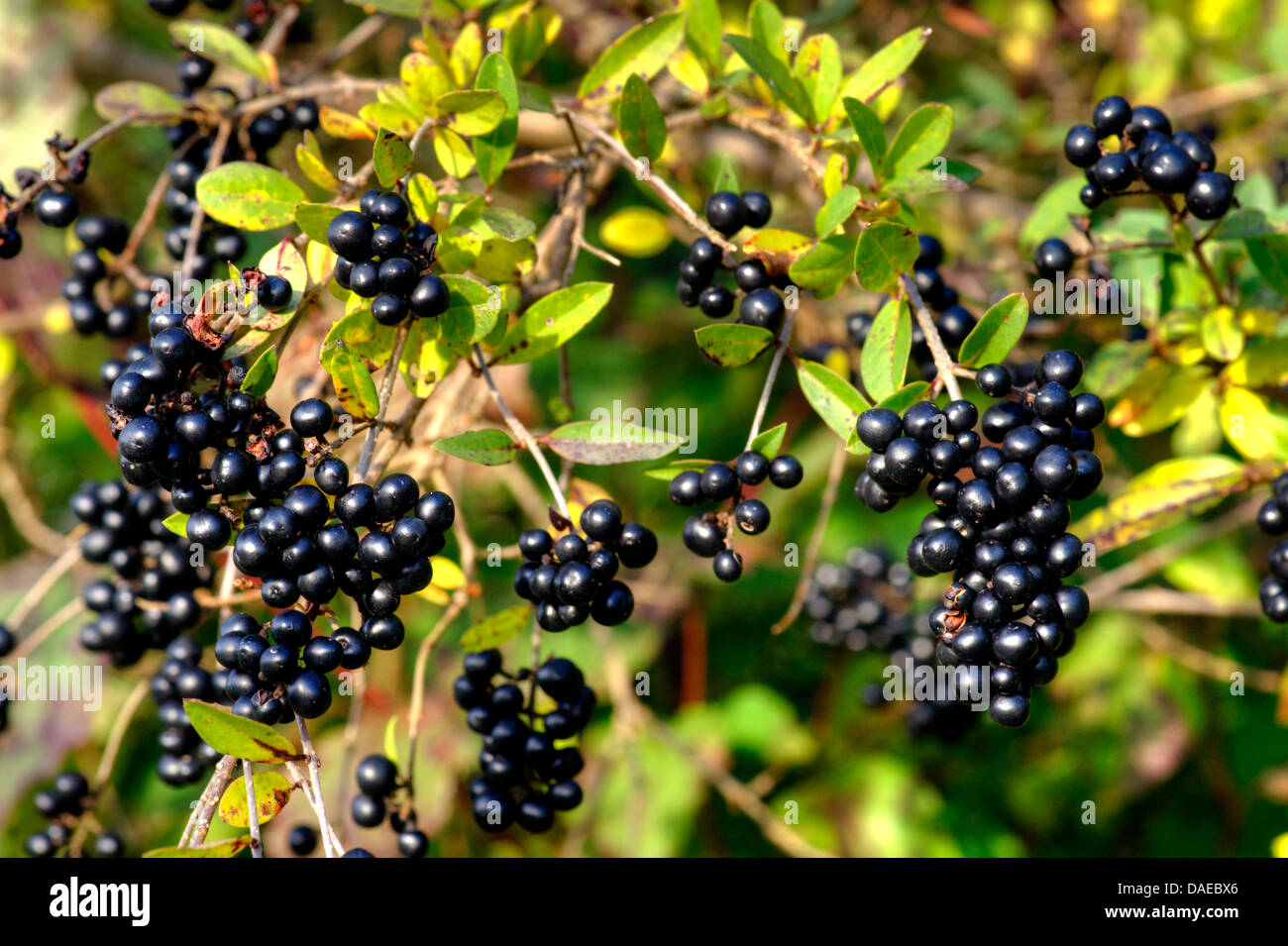 common privet, golden privet, wild privet, prim, European privet ...