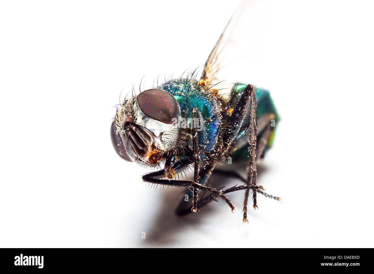 An image of macro of a bug Stock Photo - Alamy