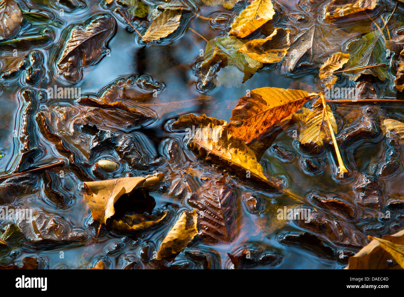 autumn foliage rotting in shallow water at a riverside, Germany, Saxony ...