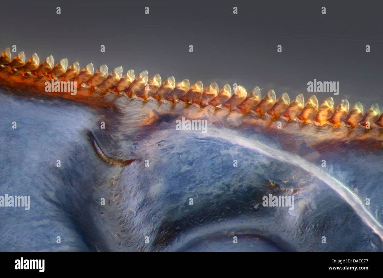 House cricket, Domestic cricket, Domestic gray cricket (Acheta ...