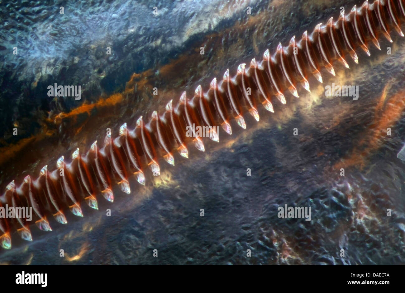 House cricket, Domestic cricket, Domestic gray cricket (Acheta ...