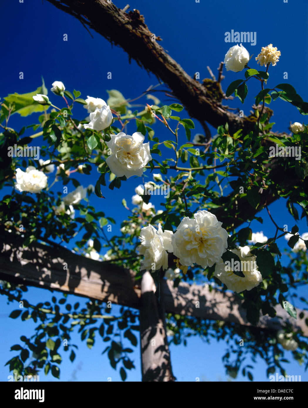 Climbing roses on pergola hi-res stock photography and images - Alamy