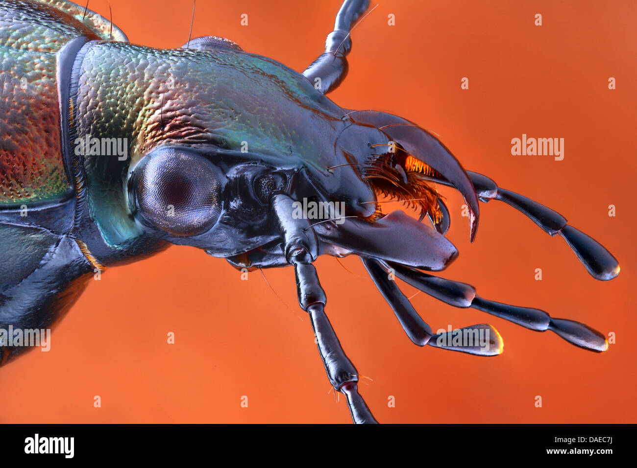 field ground beetle (Carabus granulatus), head of a ground beetle ...