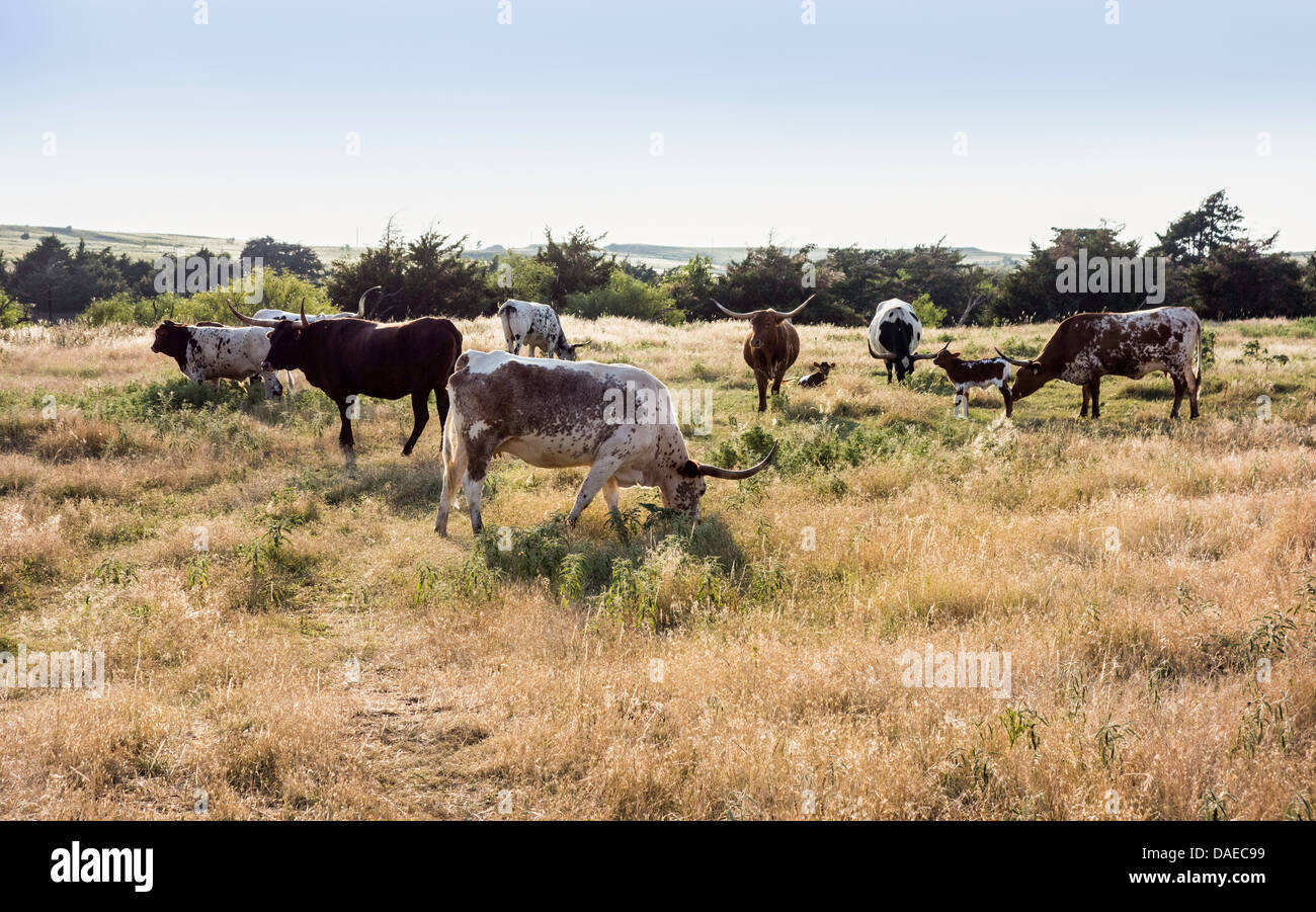 Longhorn beef cattle hi-res stock photography and images - Alamy