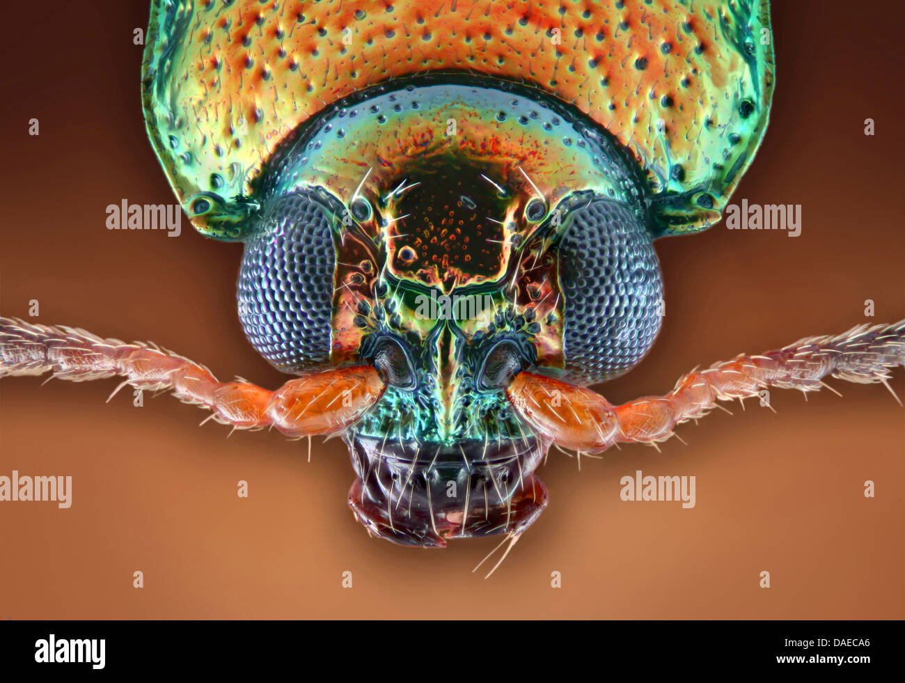 Willow Flea Beetle (Crepidodera aurata), flea beetle, Germany Stock ...