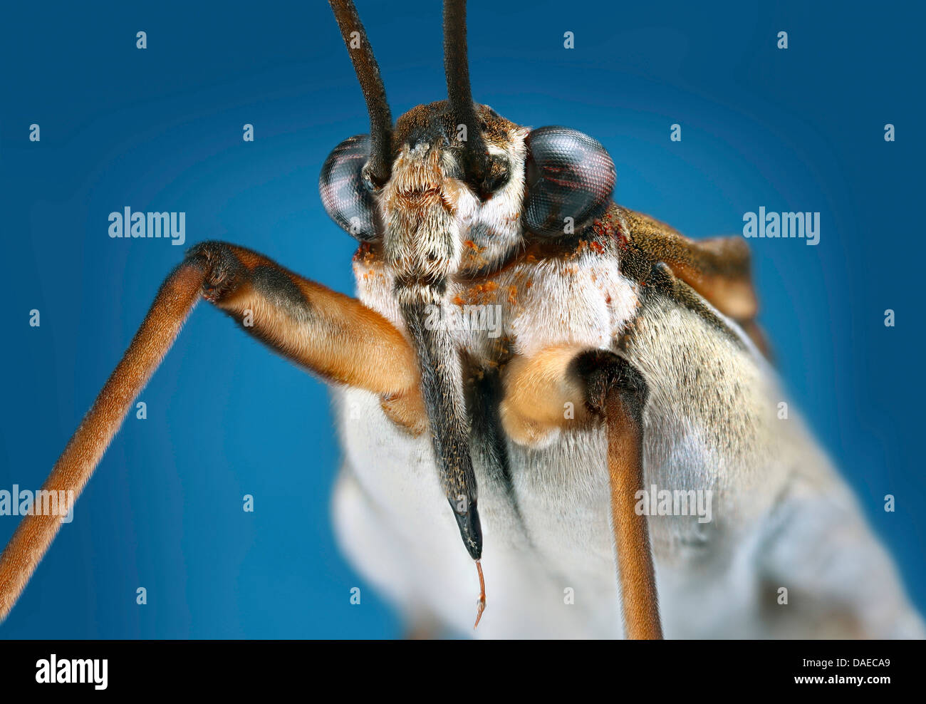 portrait of a water strider Stock Photo - Alamy