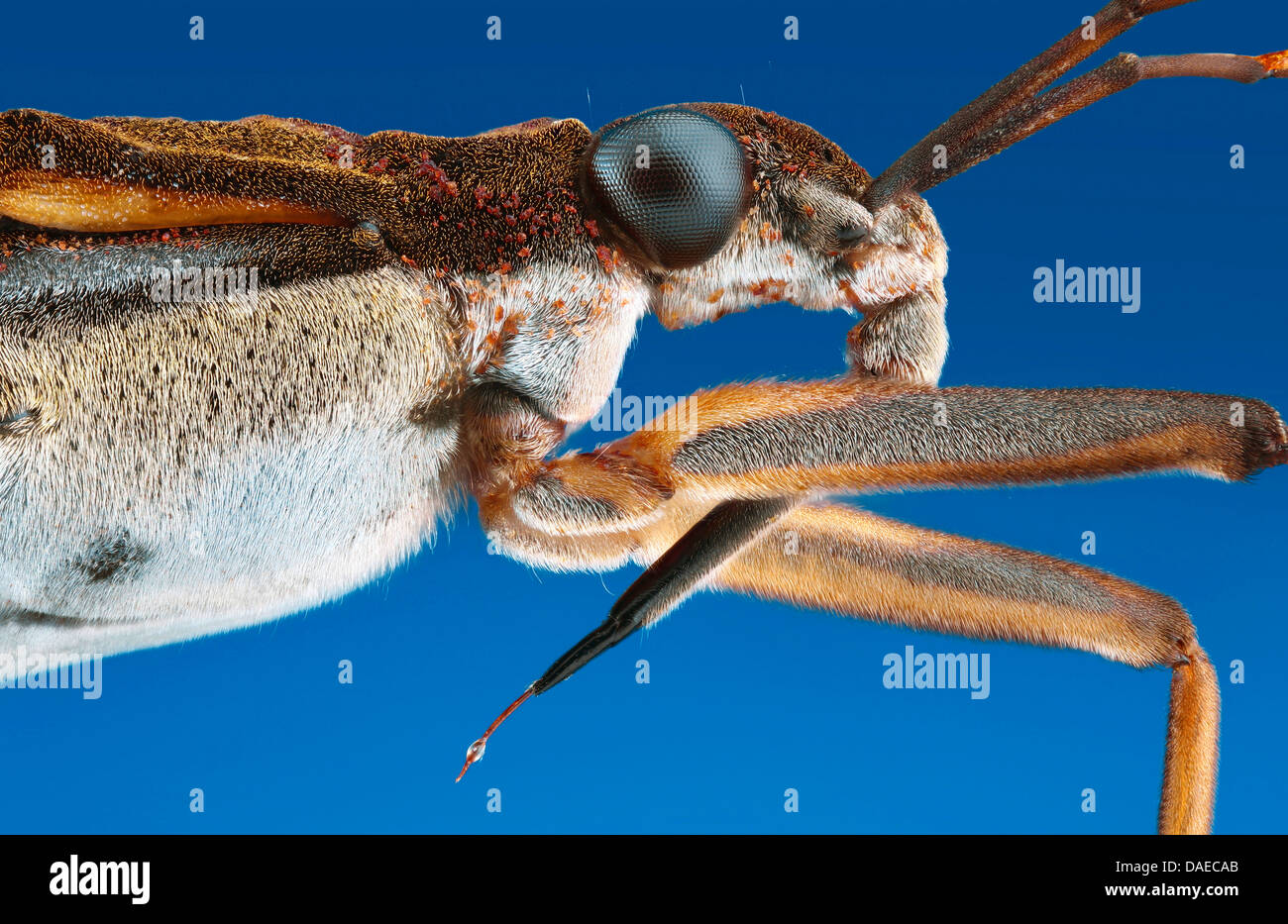 portrait of a water strider Stock Photo - Alamy