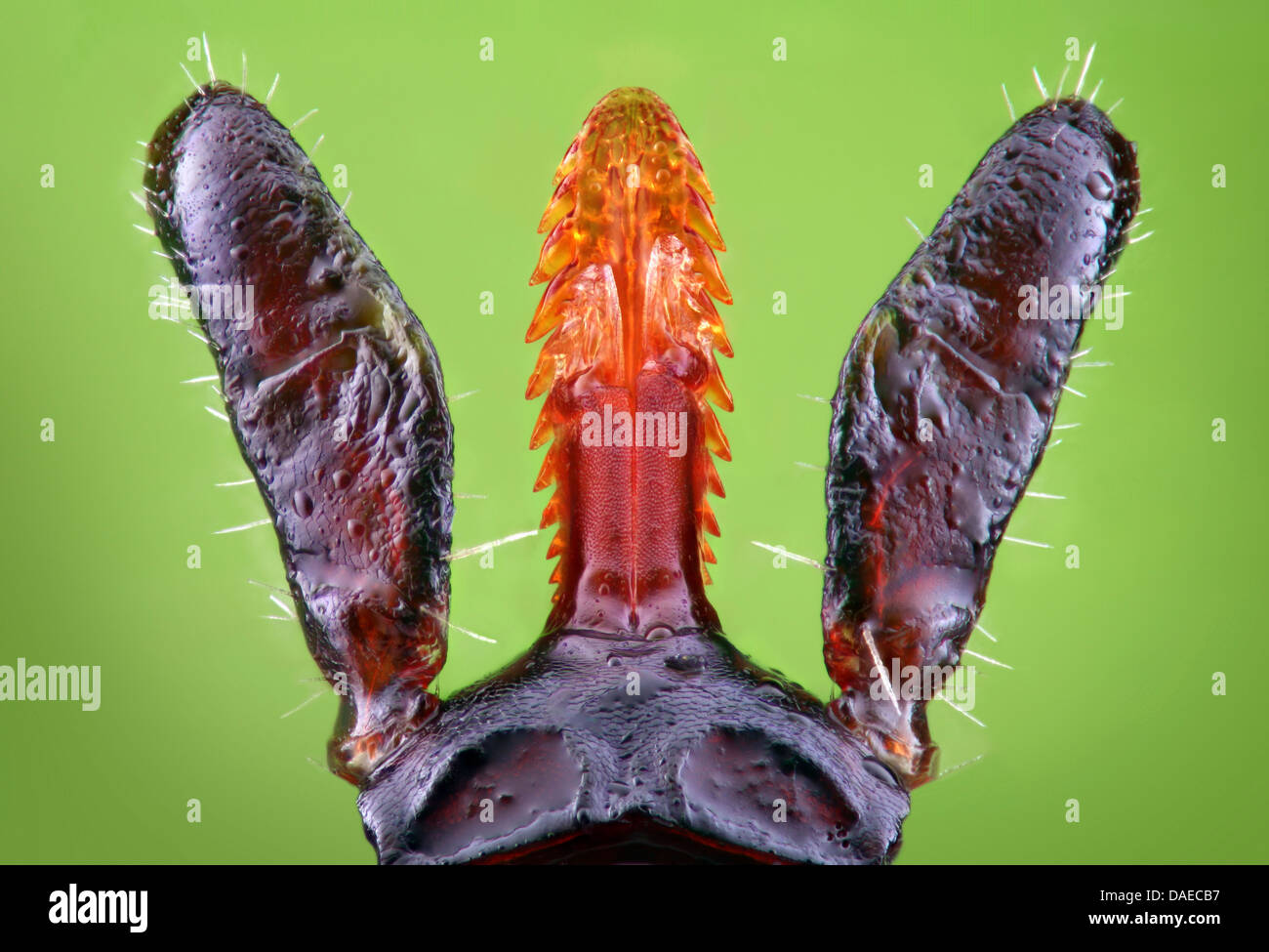European castor bean tick, European sheep tick (Ixodes ricinus ...
