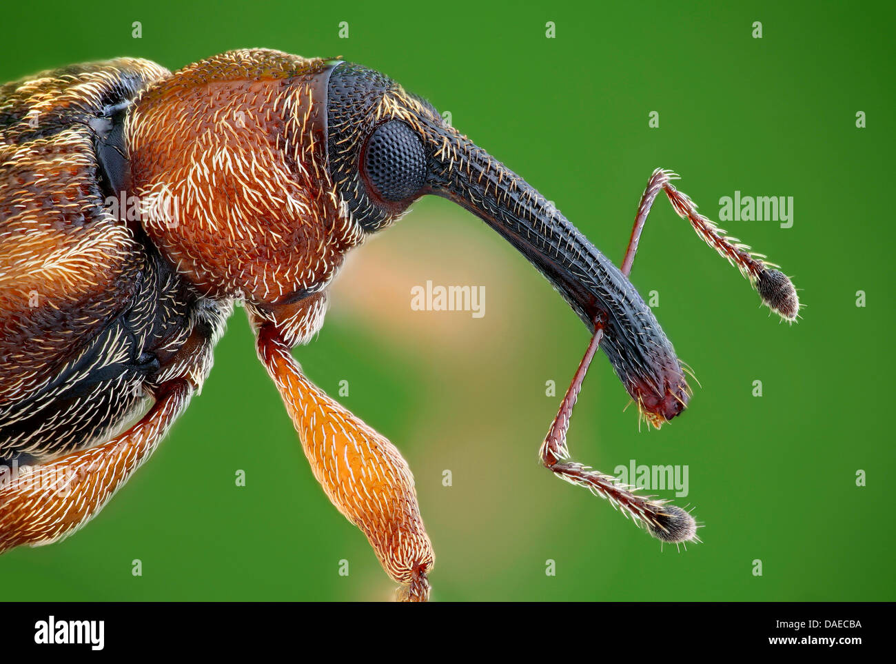 weevil (Dorytomus spec.), 4 mm large weevil, head, Germany Stock Photo ...