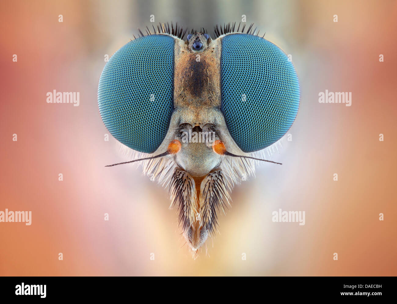 head of a female snipe fly Stock Photo - Alamy