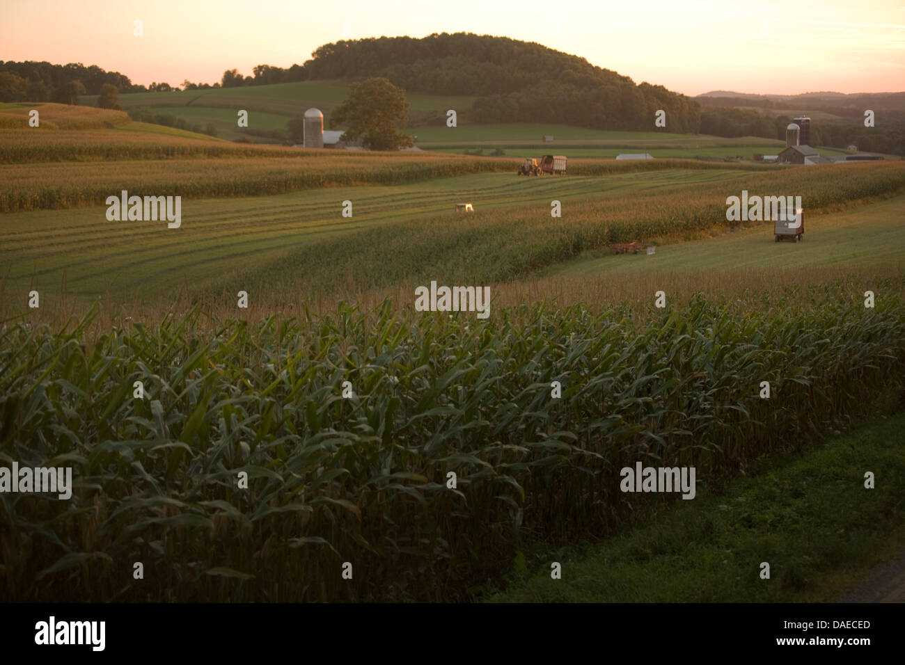 FARM CORNFIELDS HARVEST BROOKVILLE PENNSYLVANIA USA Stock Photo - Alamy