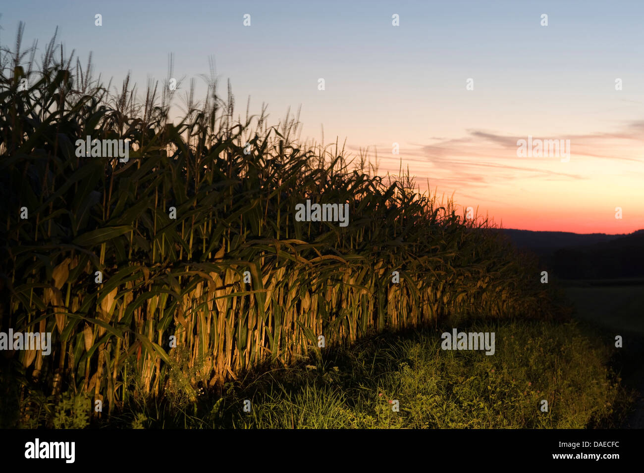CORNFIELD AT NIGHT Stock Photo - Alamy