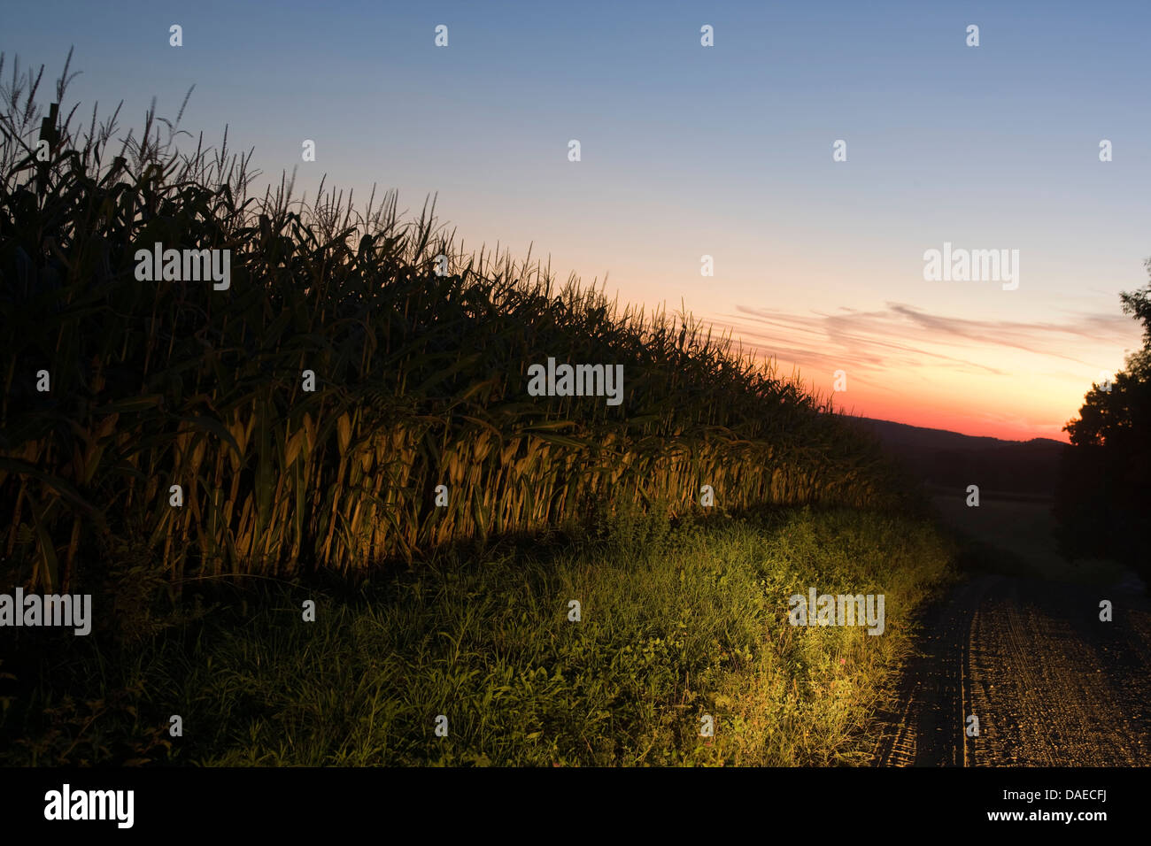CORNFIELD AT NIGHT Stock Photo - Alamy