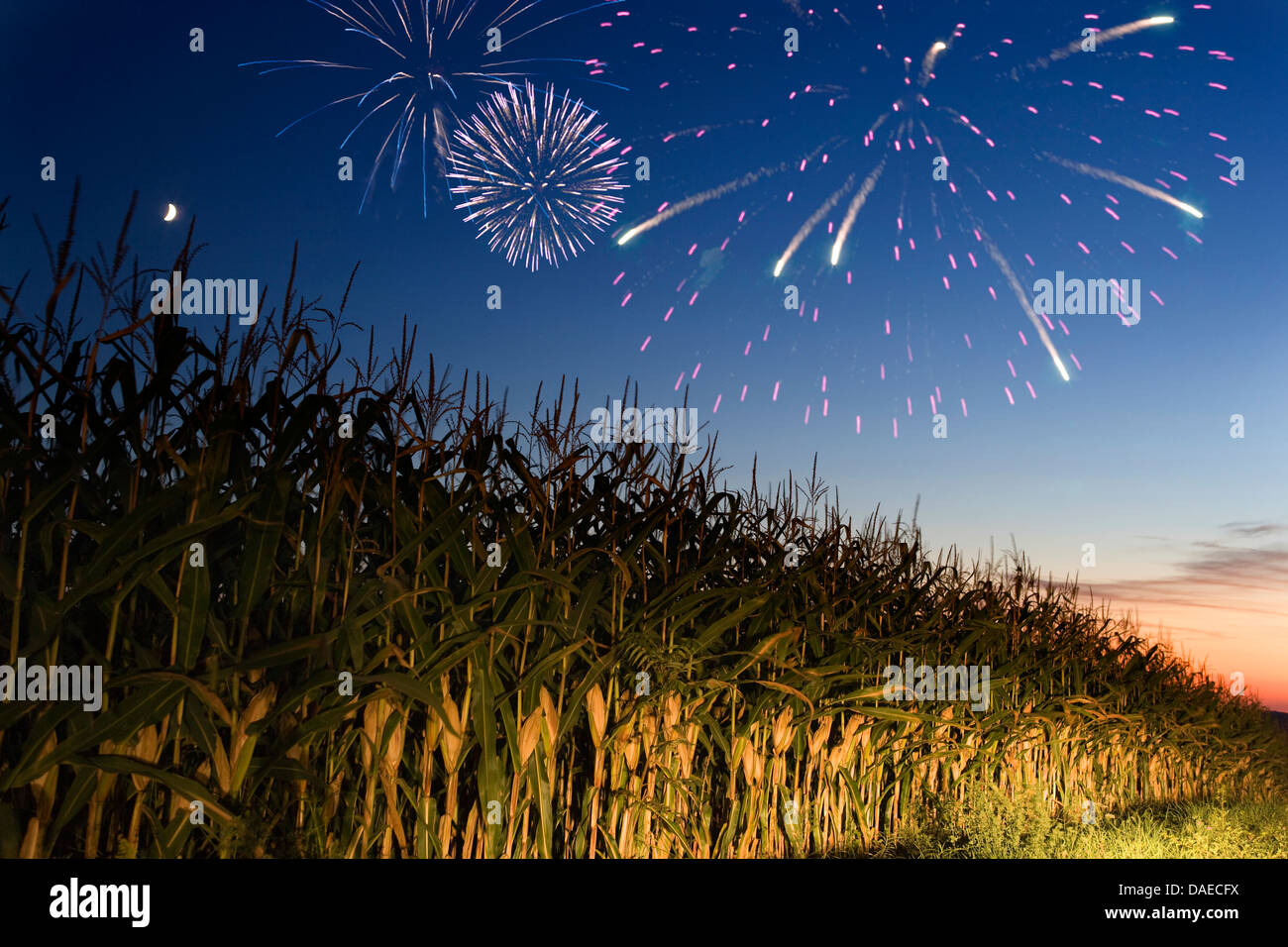 CORNFIELD AT NIGHT Stock Photo - Alamy