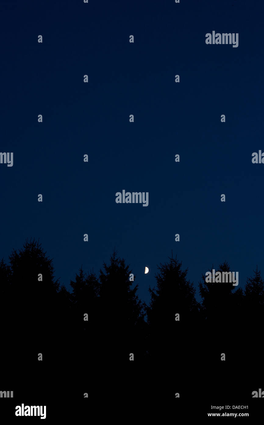 MOON OVER FIR TREES AT NIGHT Stock Photo - Alamy