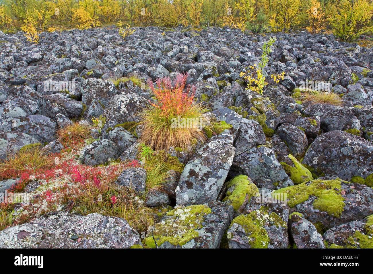 tundra in fall, Sweden, Lapland, Sjaunja Naturreservat, Norrbotten ...