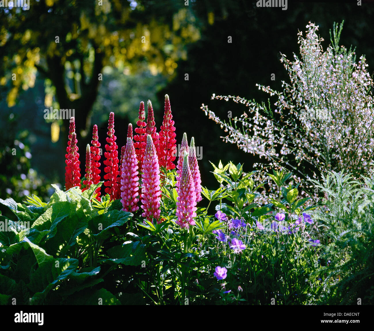 Pink and red lupins with blue geraniums in summer garden border Stock ...