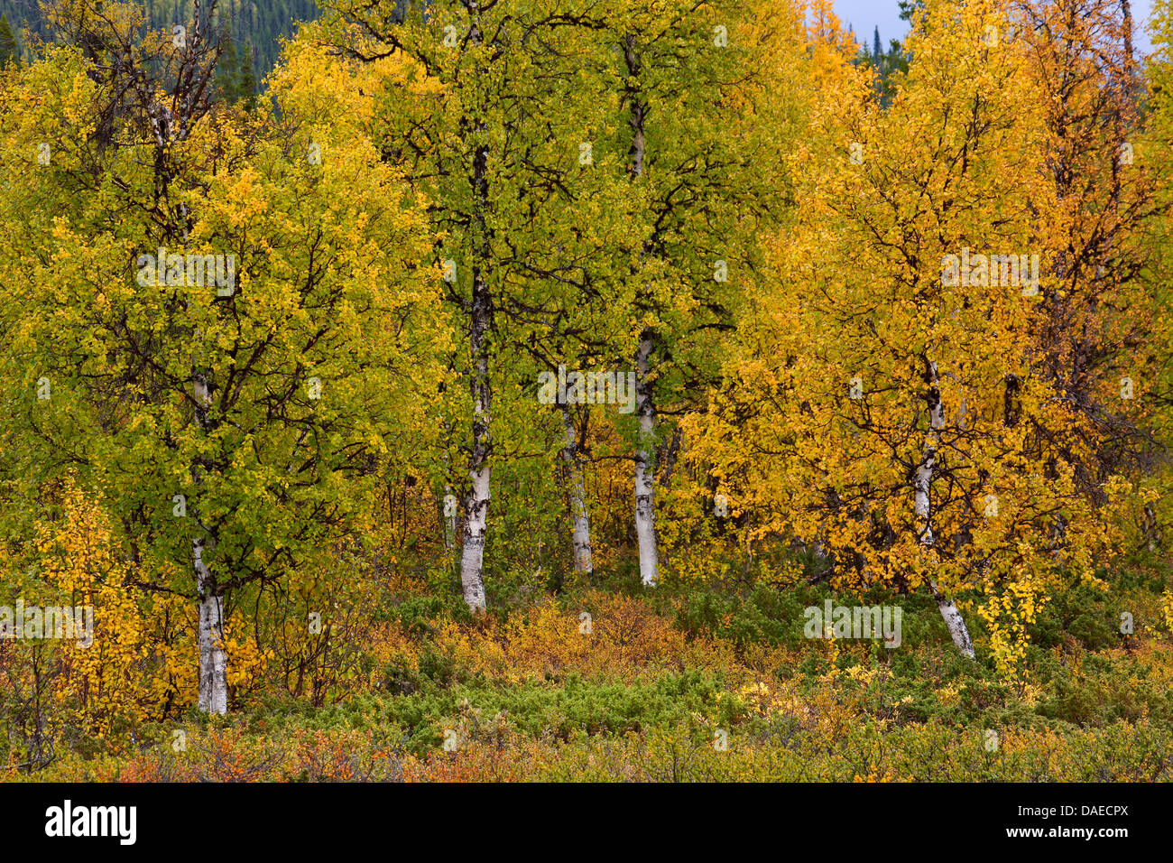 downy birch (Betula pubescens), Downy Birch in fall , Sweden, Lapland ...