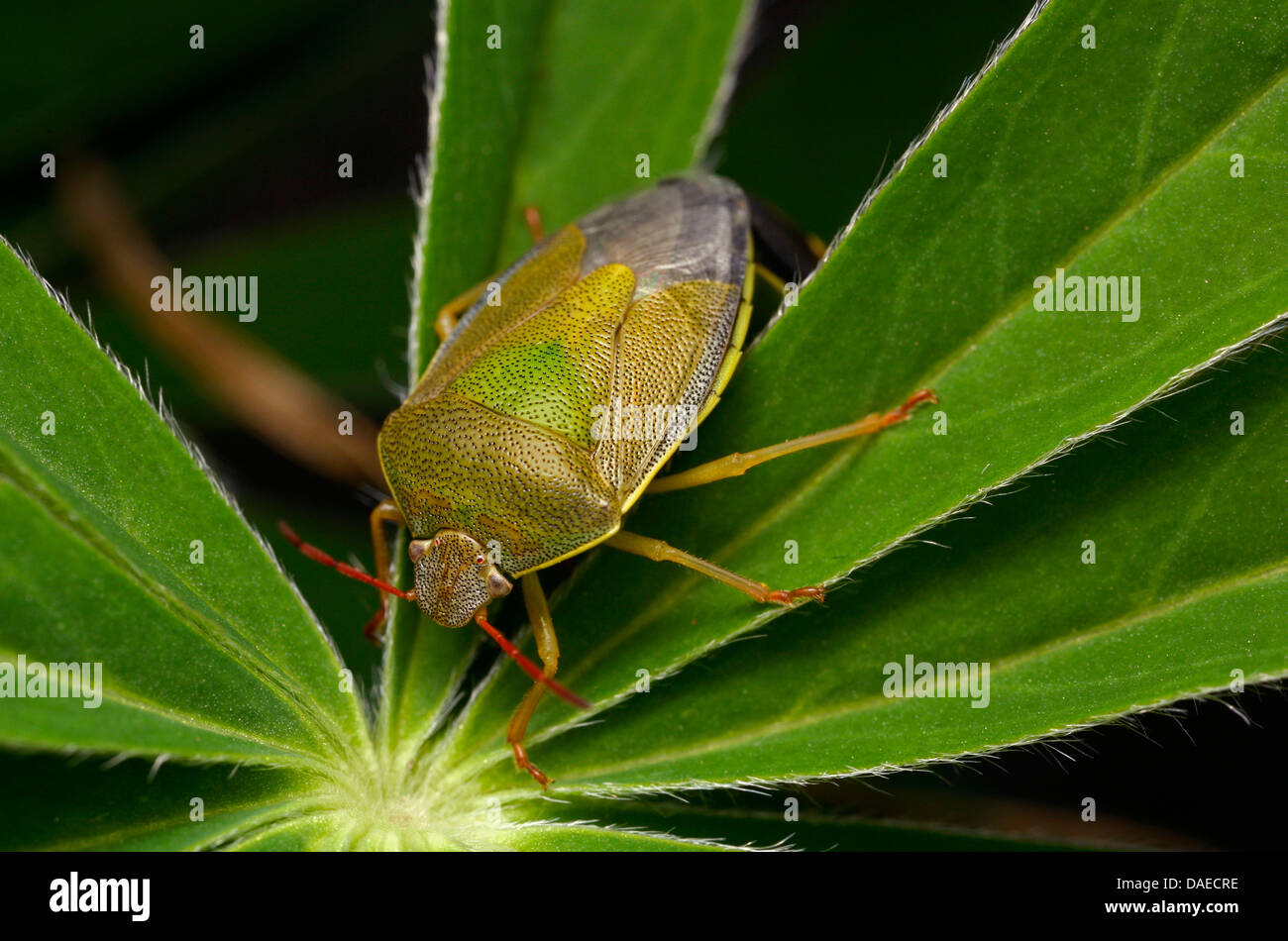 green shield bug, common green shield bug (Palomena prasina), sittin on ...