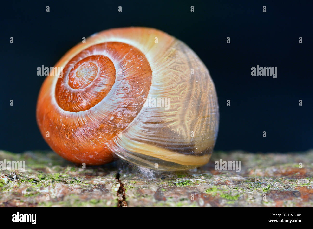 Helical shells hi-res stock photography and images - Alamy