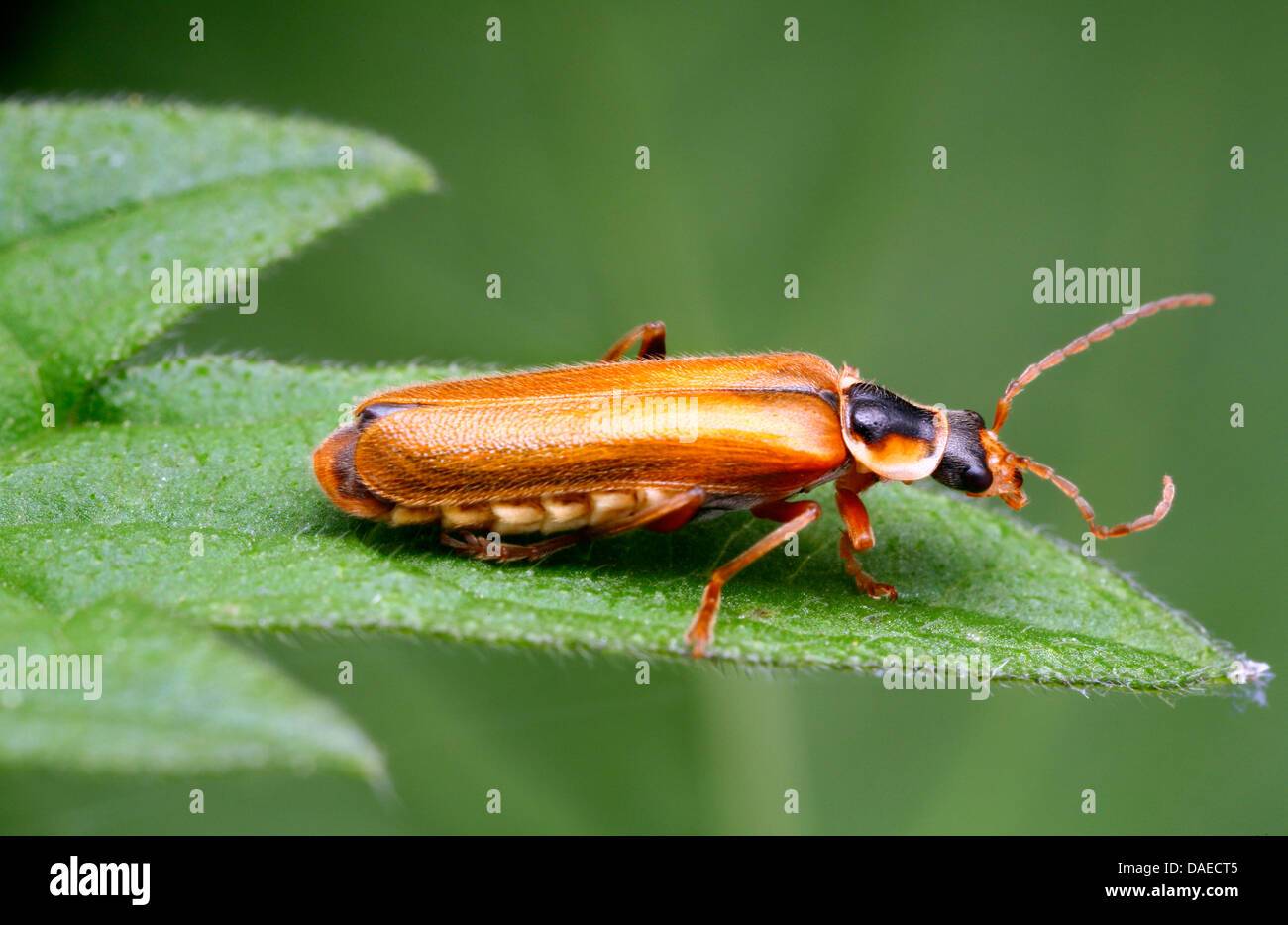 soldier beetle (Cantharis decipiens), sittting on a leaf, Germany ...