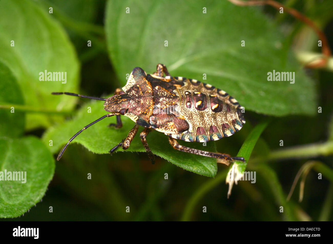 forest bug (Pentatoma rufipes), in the last larva stadium, sitting on a ...