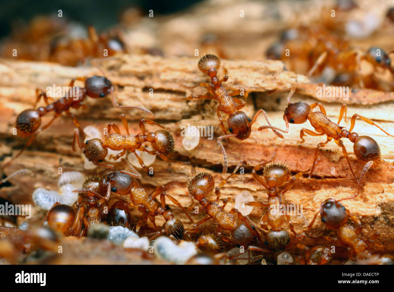 red-brown ant (Myrmica scabrinodis), in their nest with pupas, Germany ...