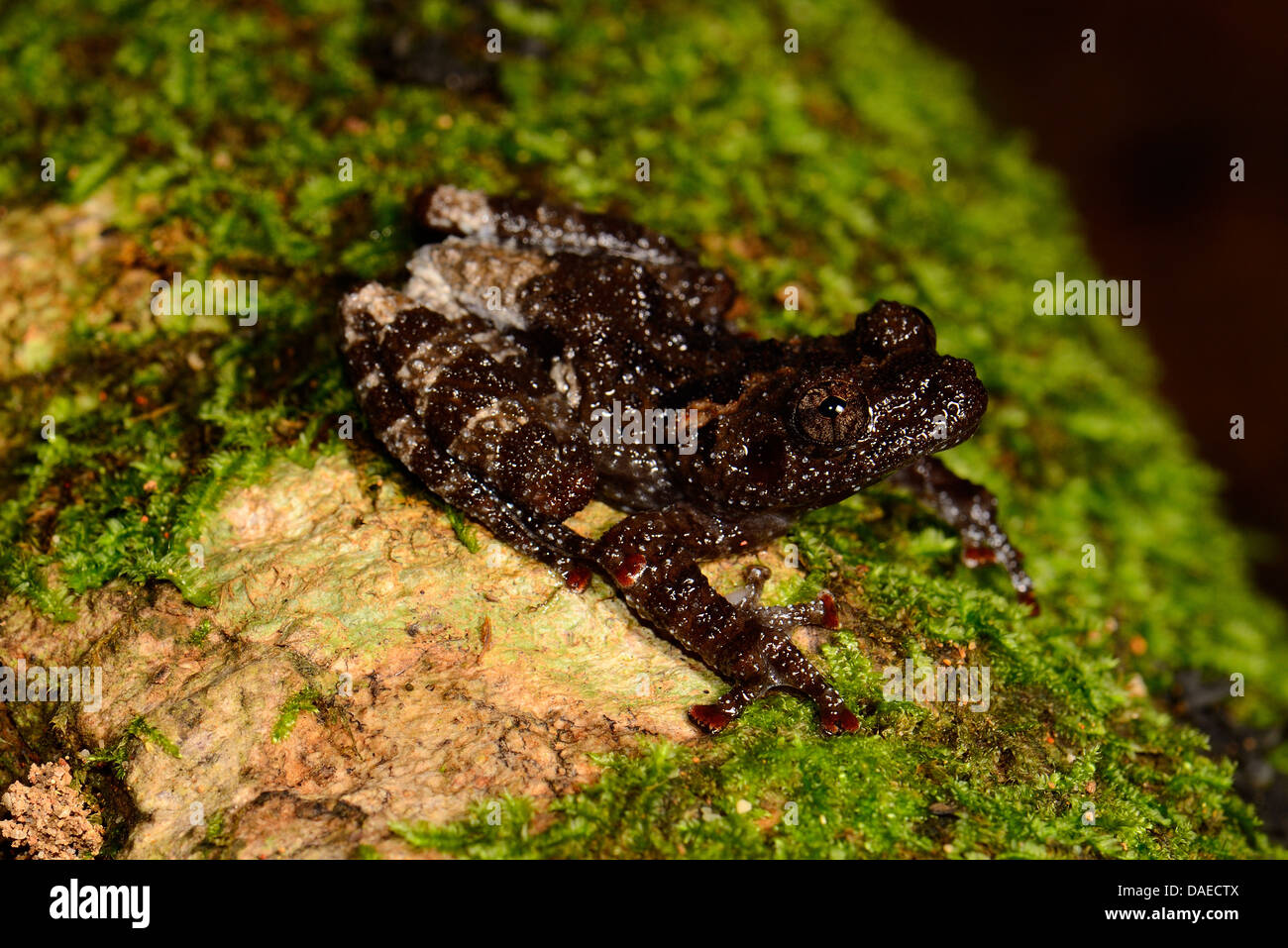 beautiful female Chantaburi Warted Treerog (Theloderma stellatom) in ...
