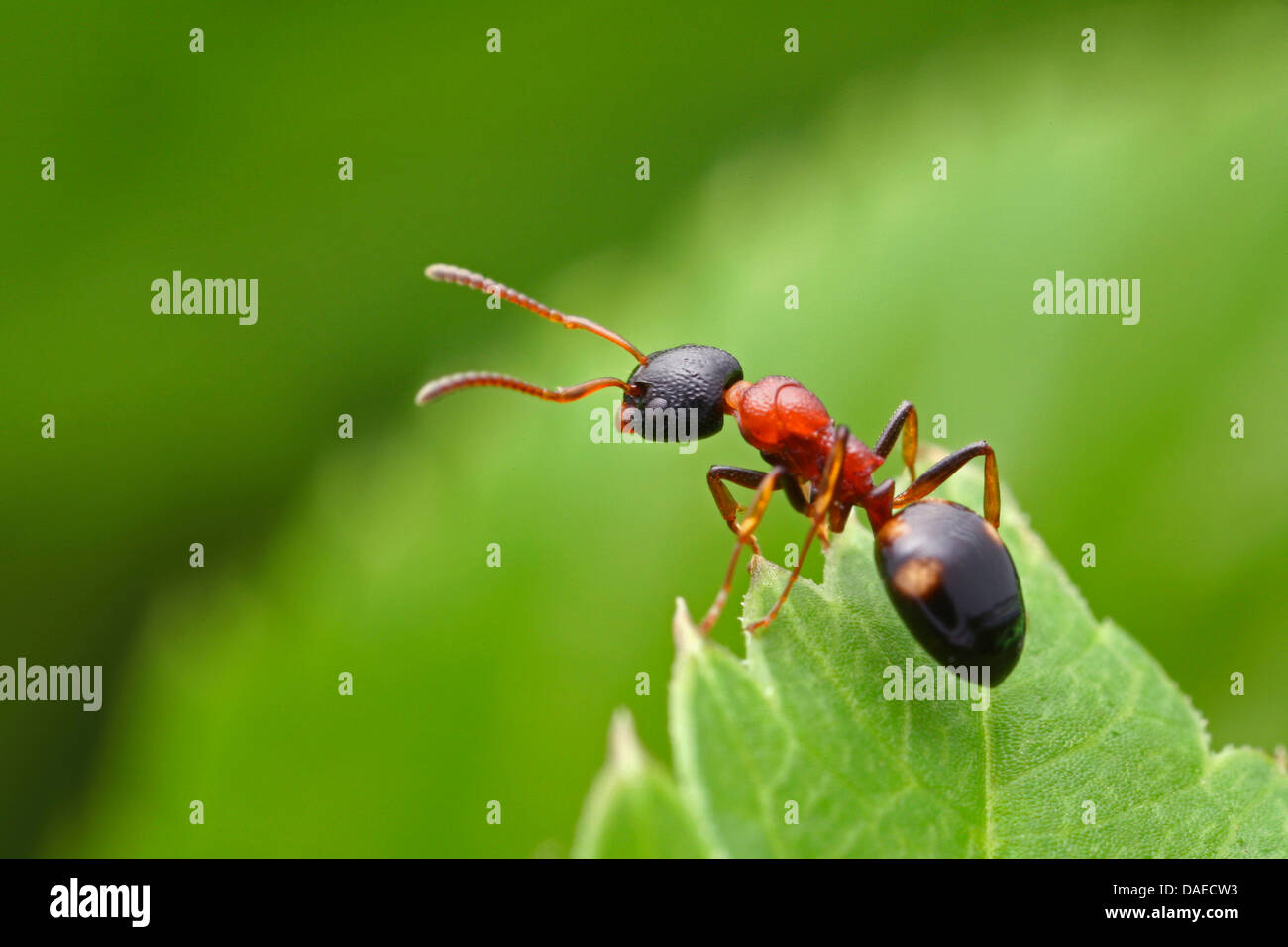 four point ant (Dolichoderus quadripunctatus), on a leaf edge, Germany ...