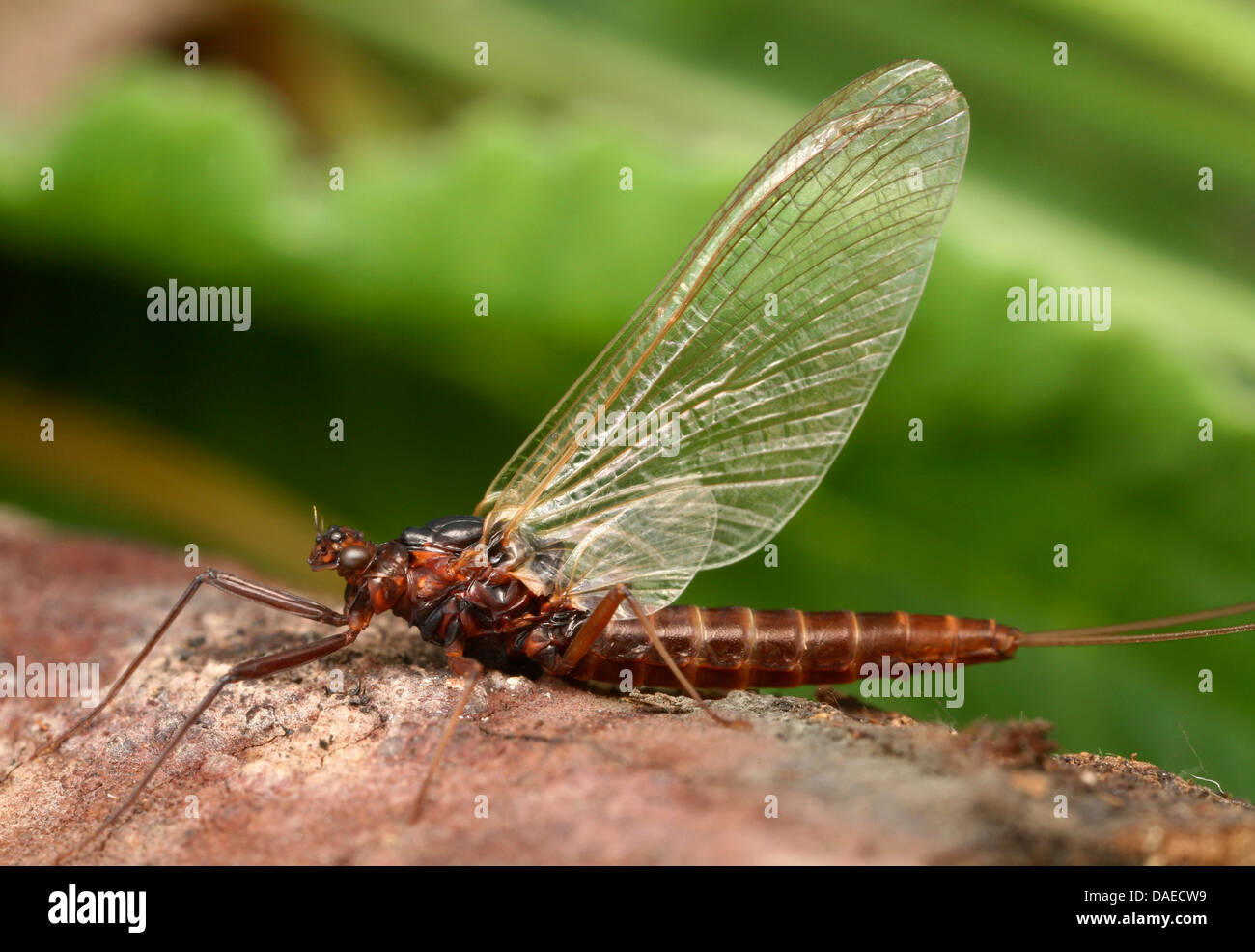 Imago Mayfly High Resolution Stock Photography and Images - Alamy
