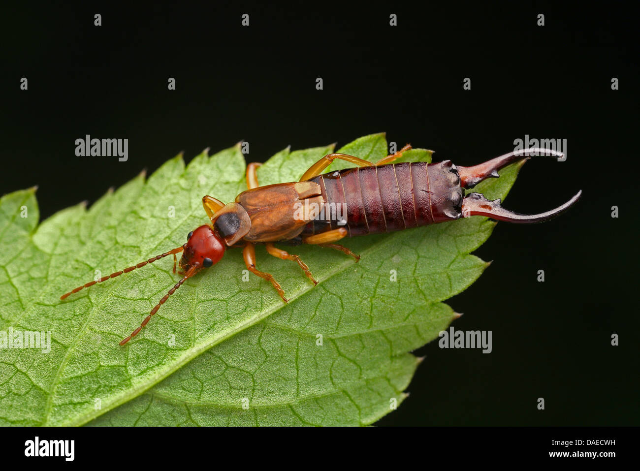 Common earwig european earwig forficula hi-res stock photography and ...