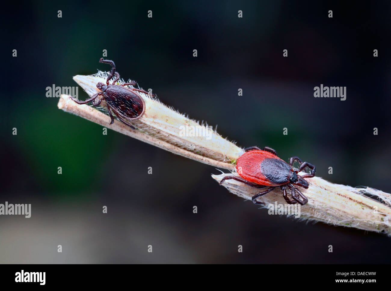 European castor bean tick, European sheep tick (Ixodes ricinus), male ...