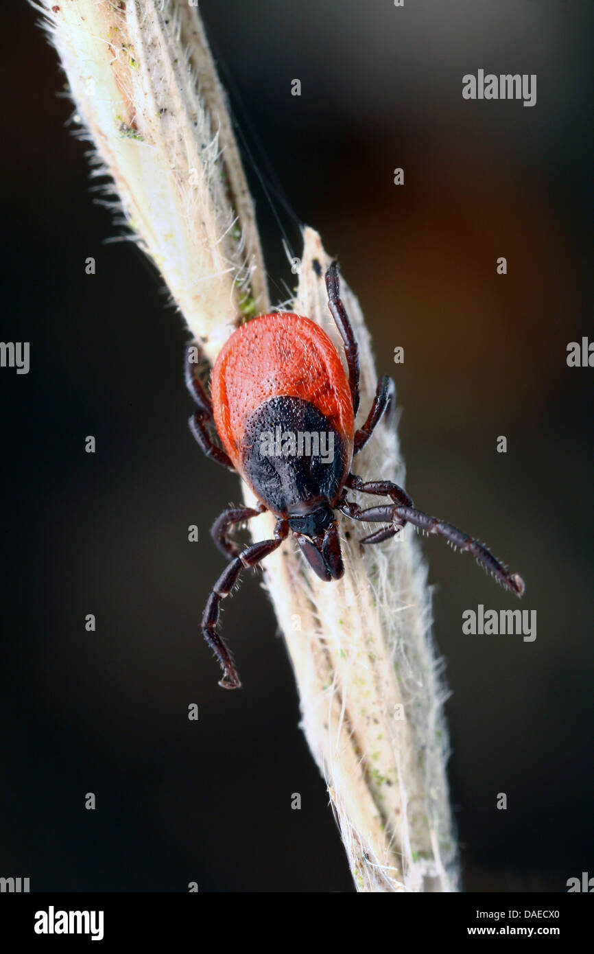 Central european tick hi-res stock photography and images - Alamy