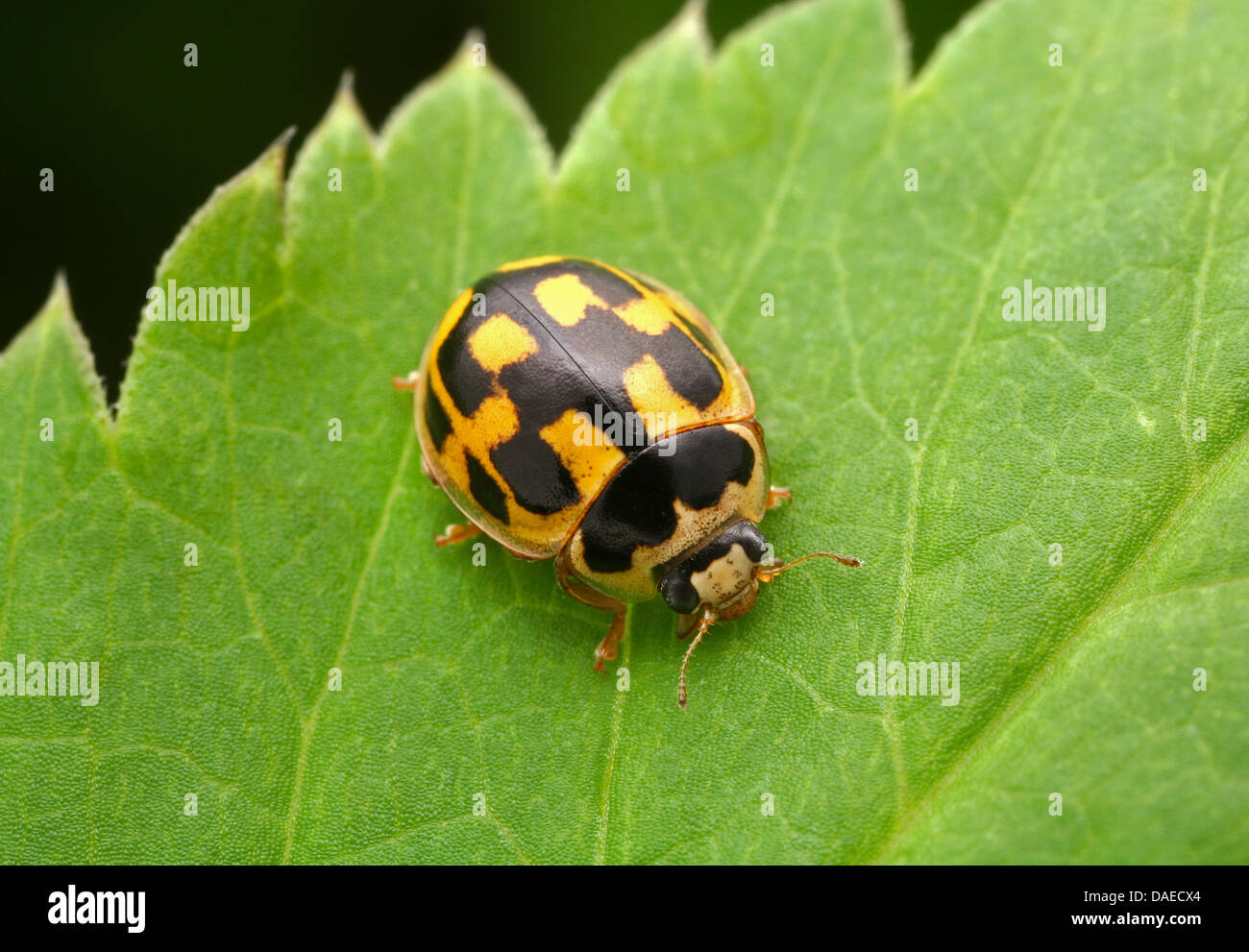 fourteen-spot ladybird (Propylea quatuordecimpunctata), sitting on a ...