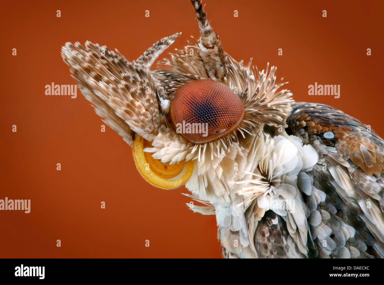 moth (Tineidae), portrait with inrolled proboscis, Germany Stock Photo ...