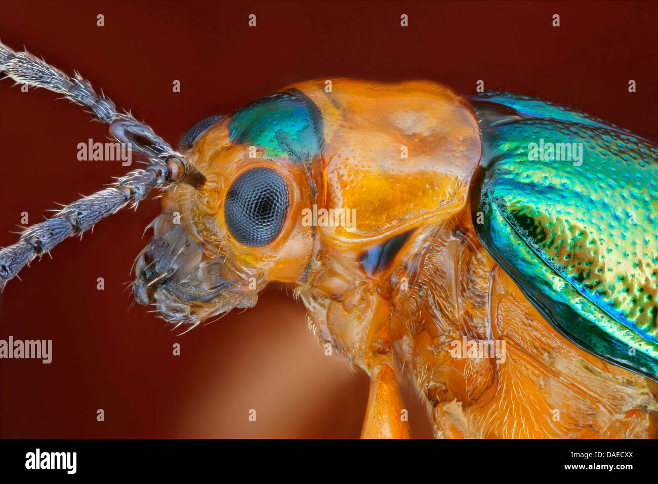 Skeleton leaf beetle hi-res stock photography and images - Alamy