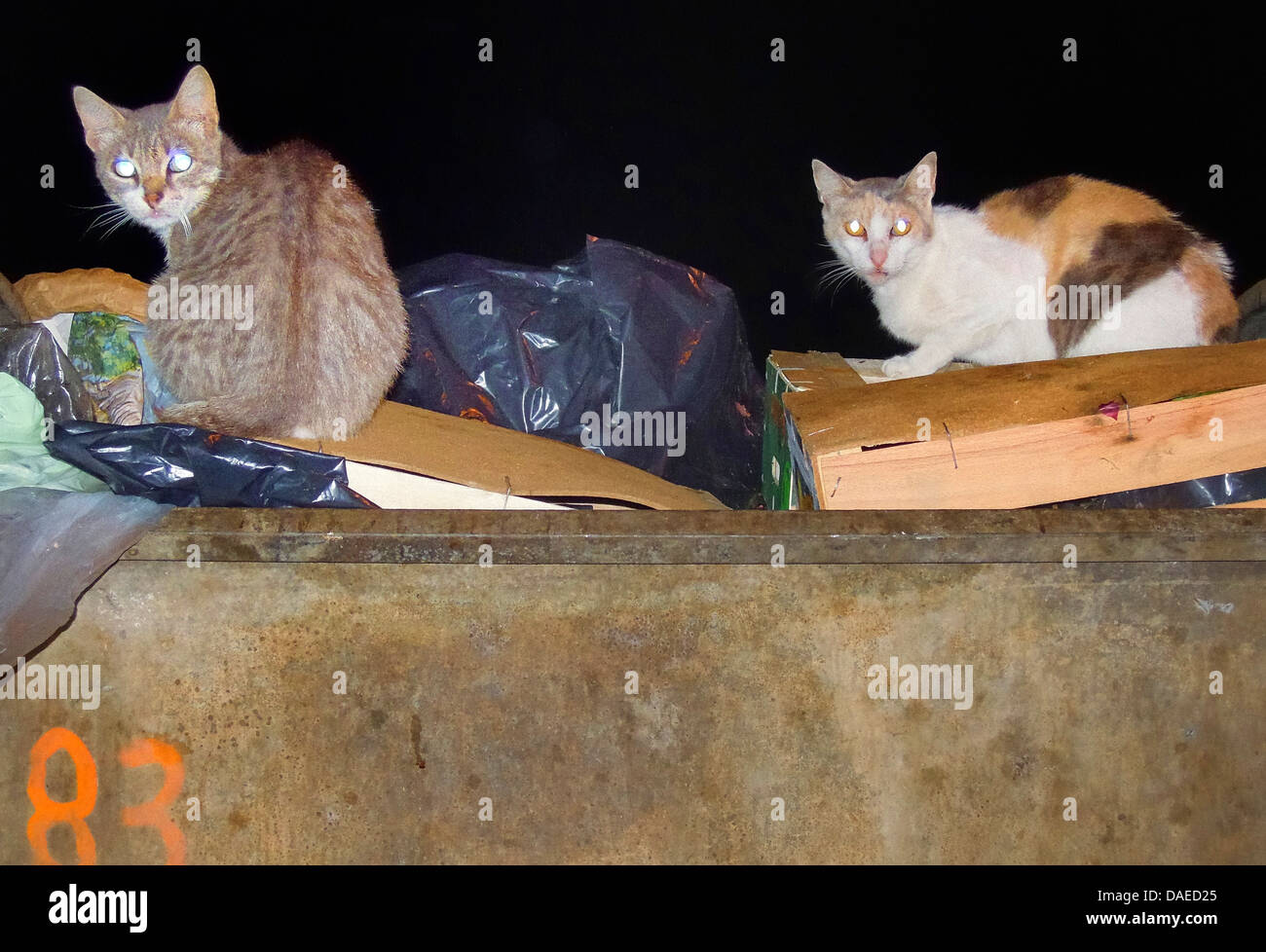 Dustbin Cat High Resolution Stock Photography and Images - Alamy