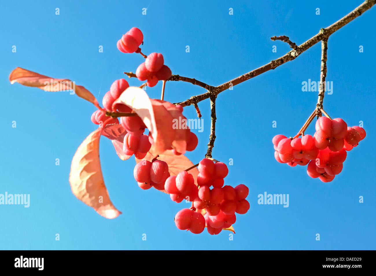 European spindle-tree (Euonymus europaea, Euonymus europaeus), fruiting ...