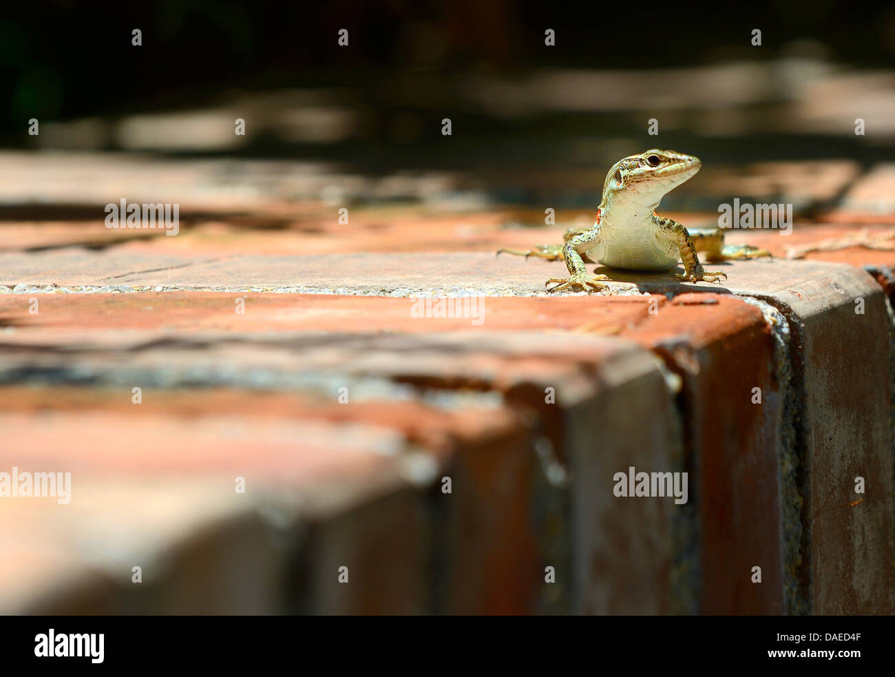 Italian wall lizard, ruin lizard, European wall lizard (Podarcis sicula ...