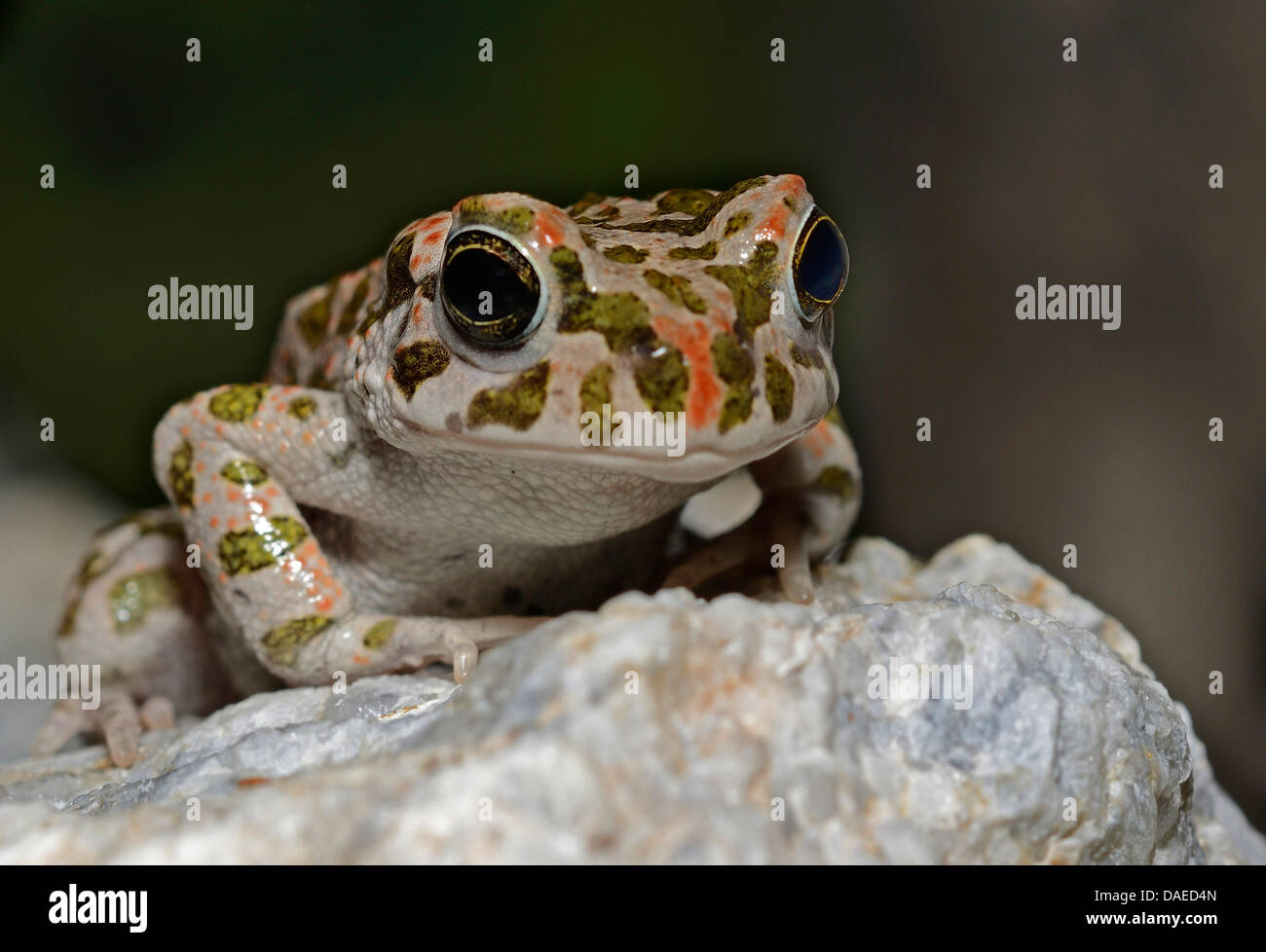Green toad, Variegated toad (Bufo viridis), sitting on a stone, Italy ...