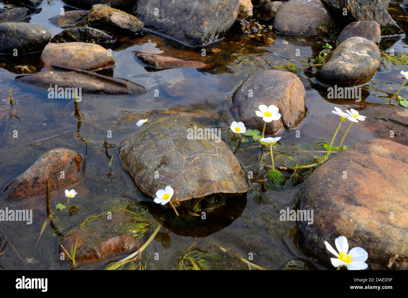 Maurish turtle, Mediterranean turtle (Mauremys leprosa), in Rio Almonte ...