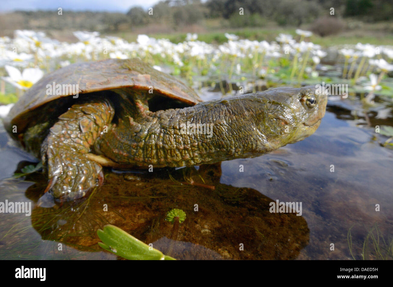 Maurish turtle, Mediterranean turtle (Mauremys leprosa), in Rio Almonte ...