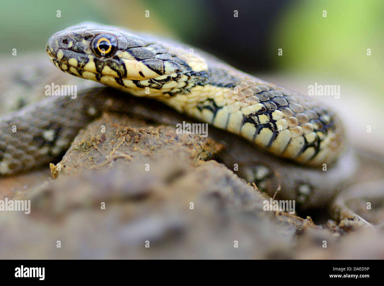 viperine snake, viperine grass snake (Natrix maura), juvenile on a rock ...