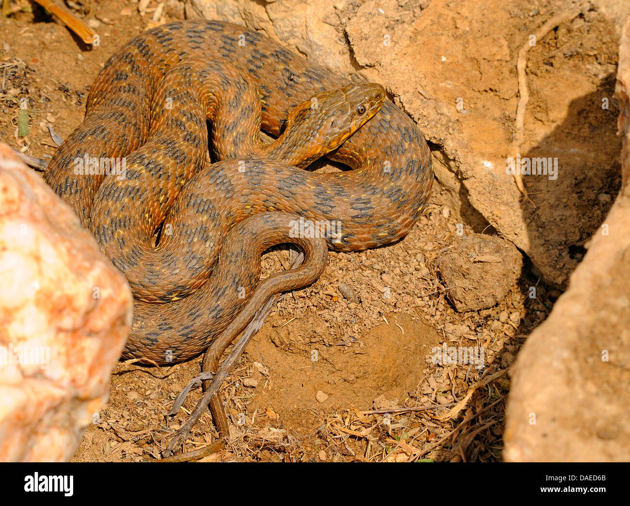viperine snake, viperine grass snake (Natrix maura), coiled up on the ...