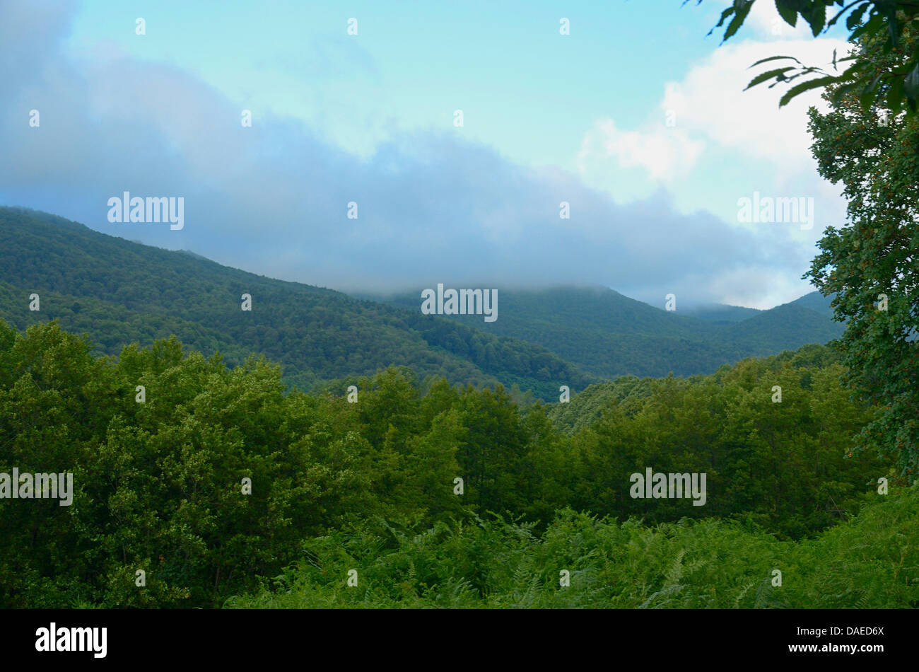 Mediterranean forests hi-res stock photography and images - Alamy